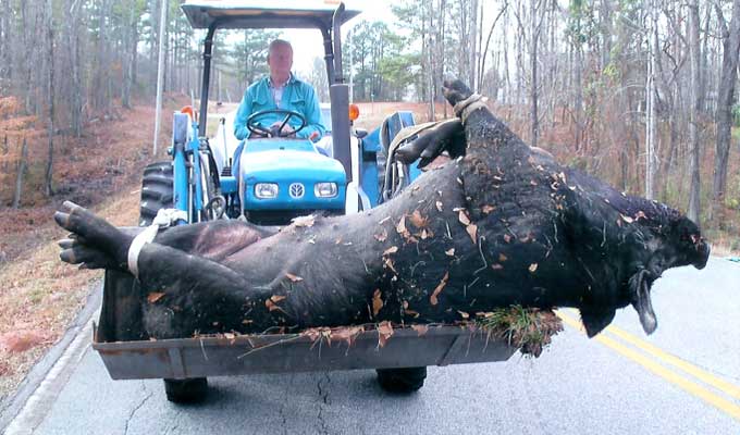 10 Huge Hogs You Have to See to Believe | Sportsman's Guide